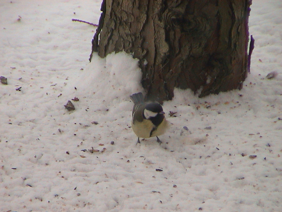 Guiden: Vinterfodring af havens fugle